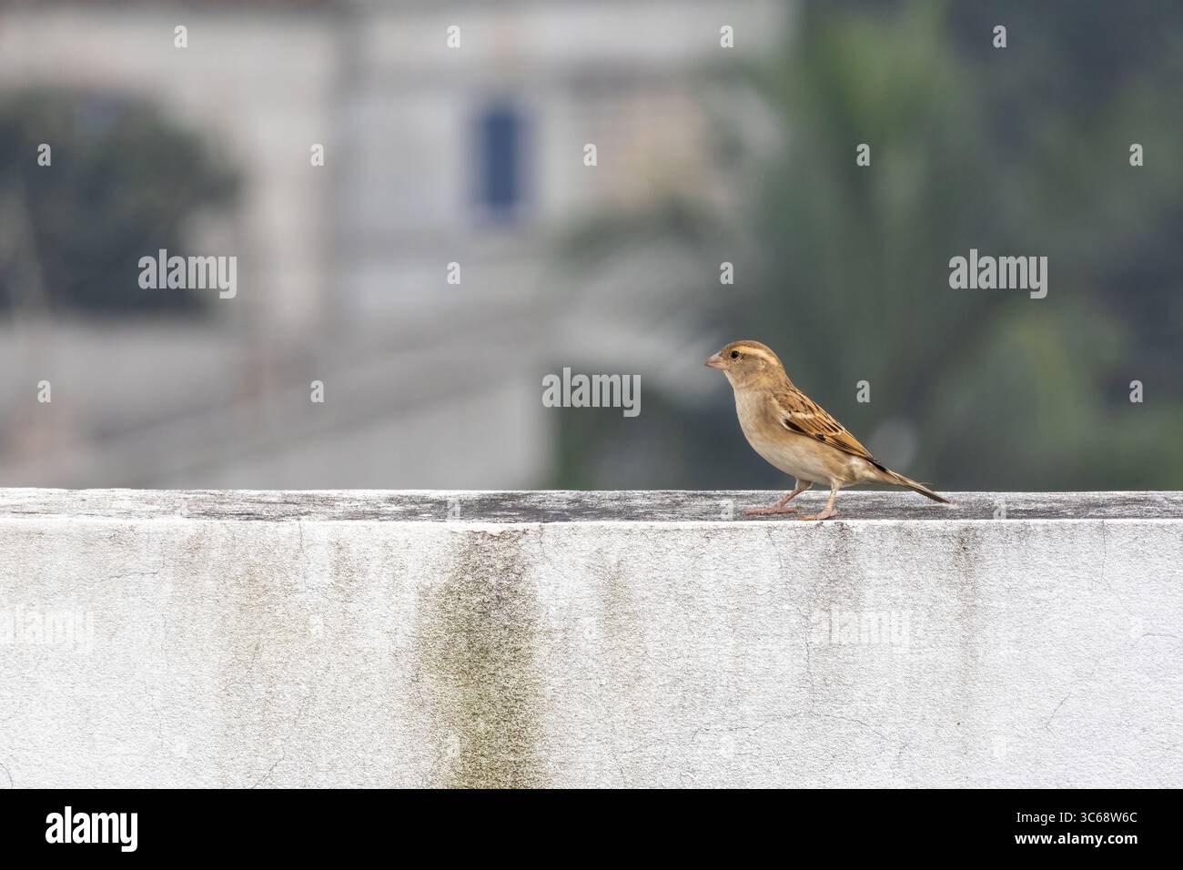 Chorui hi-res stock photography and images - Alamy