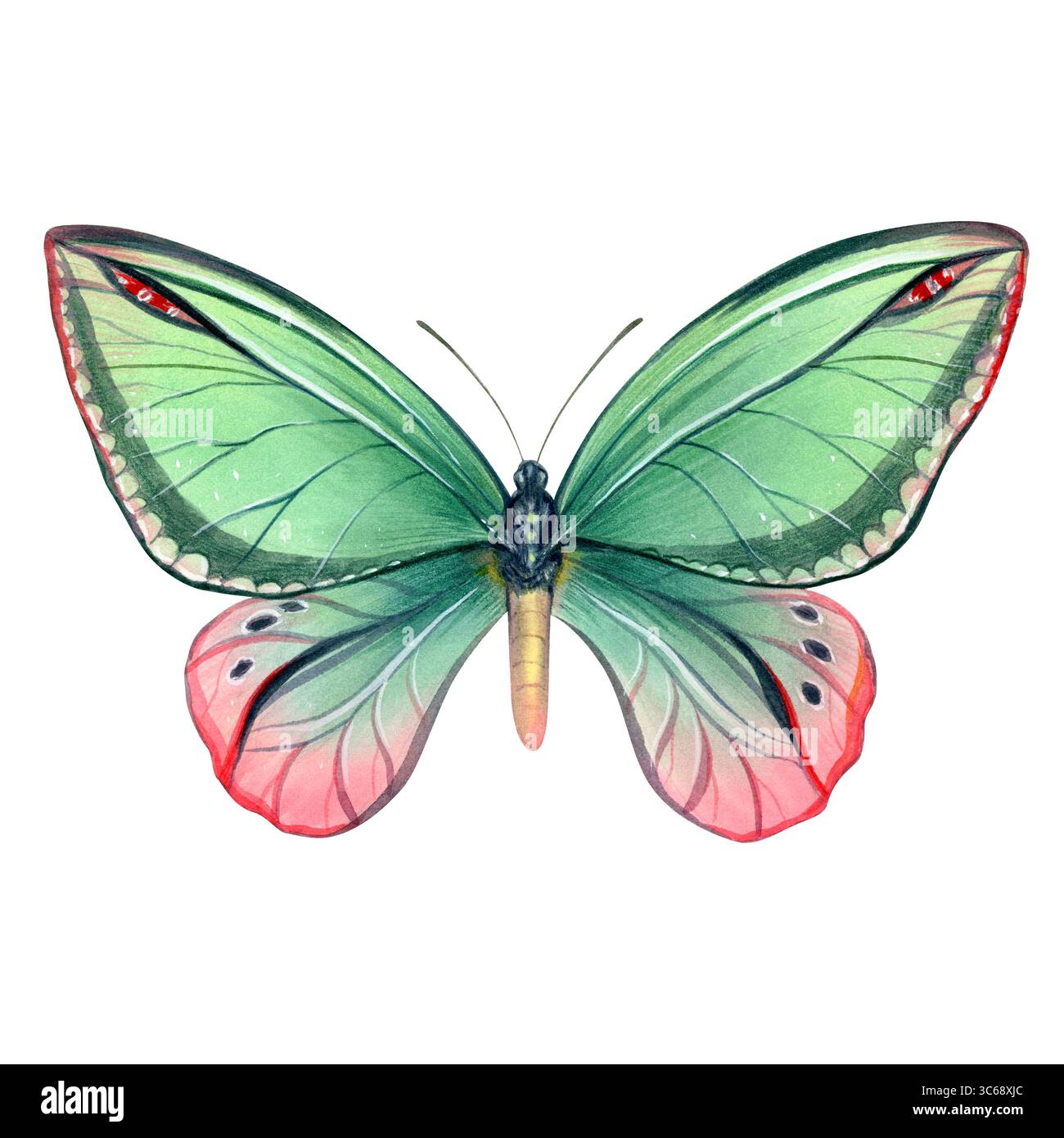 Whimsical insect illustration Cut Out Stock Images & Pictures - Alamy