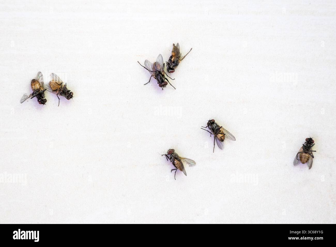 Dead flies, isolated on a white background Stock Photo - Alamy