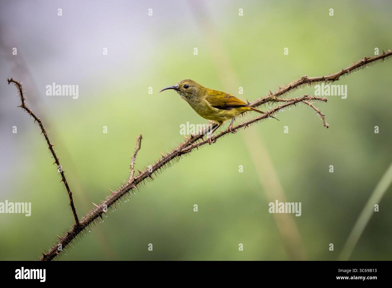 Lava india hi-res stock photography and images - Alamy