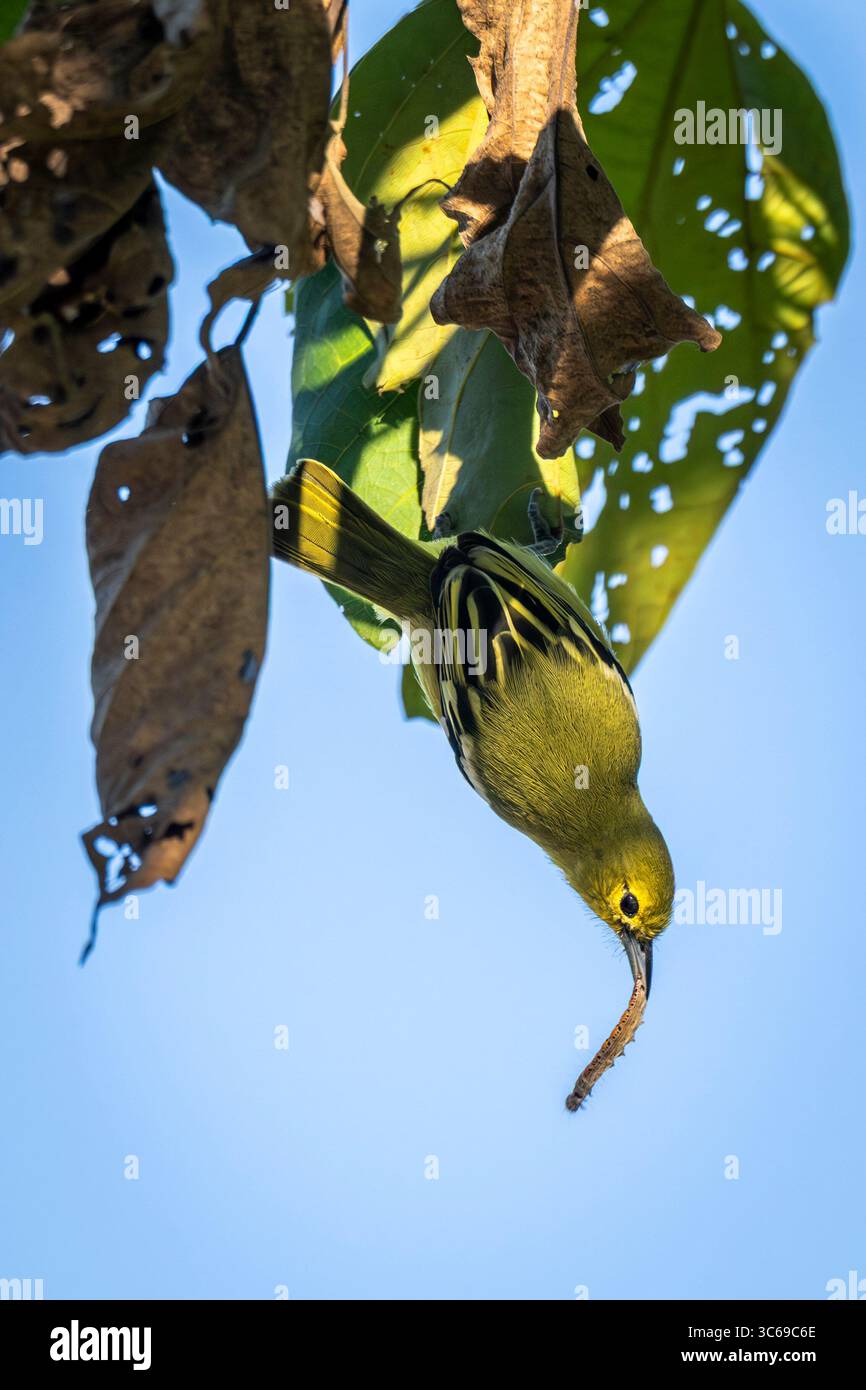 Common park bird hi-res stock photography and images - Alamy