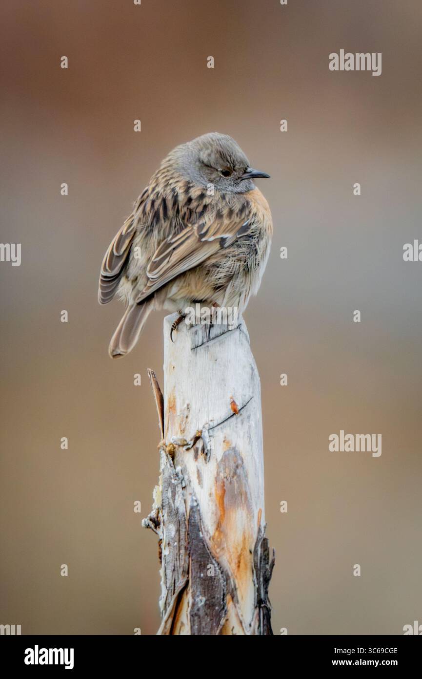 Himalayan accentor hi-res stock photography and images - Alamy