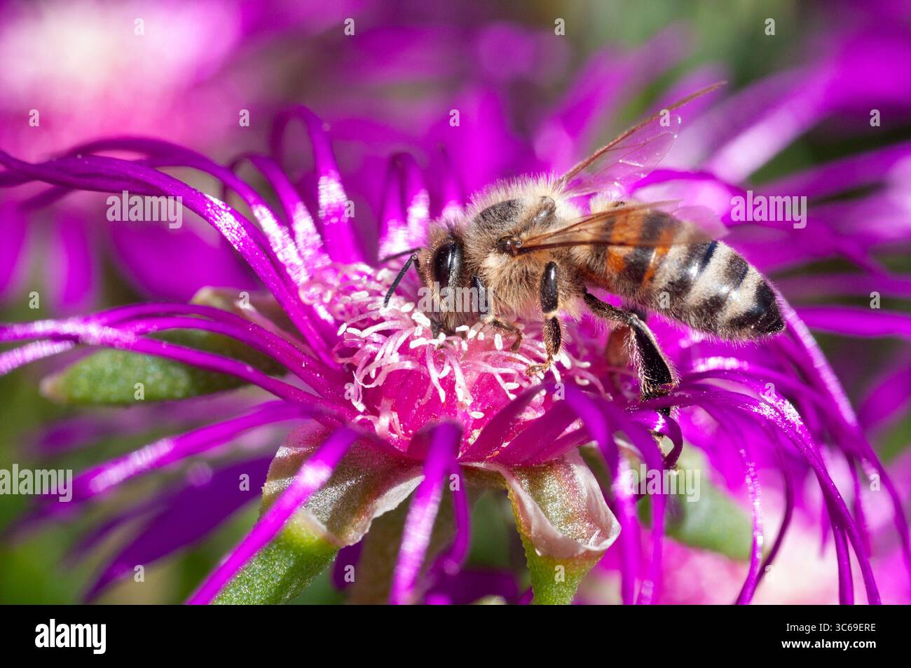 Italy, Lombardy, Valtellina, Bee Gathering Pollen on Trailing Iceplant ...