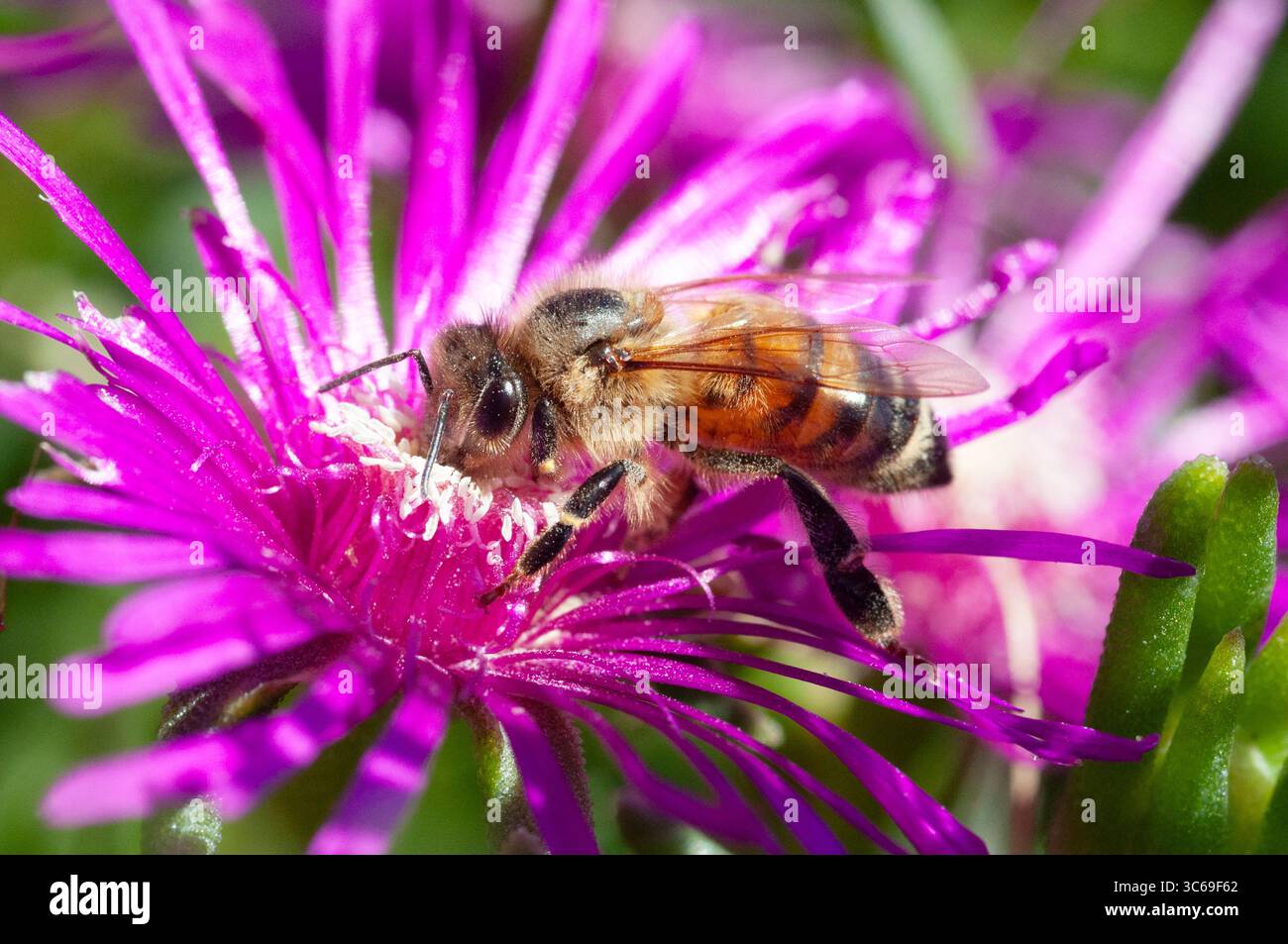 Italy, Lombardy, Valtellina, Bee Gathering Pollen on Trailing Iceplant ...