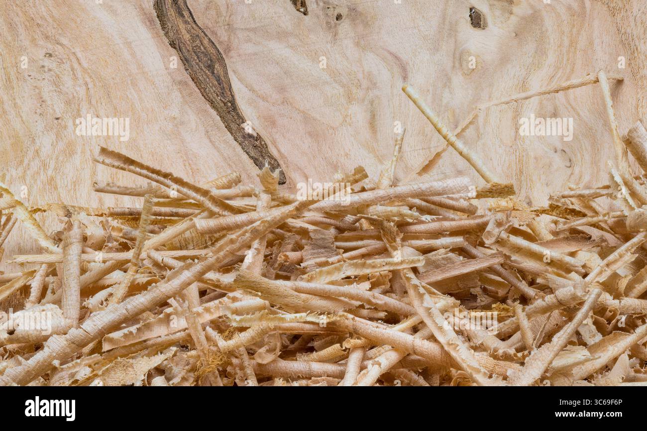 Beautiful long wood shavings rolled up thin tubes on planed board ...