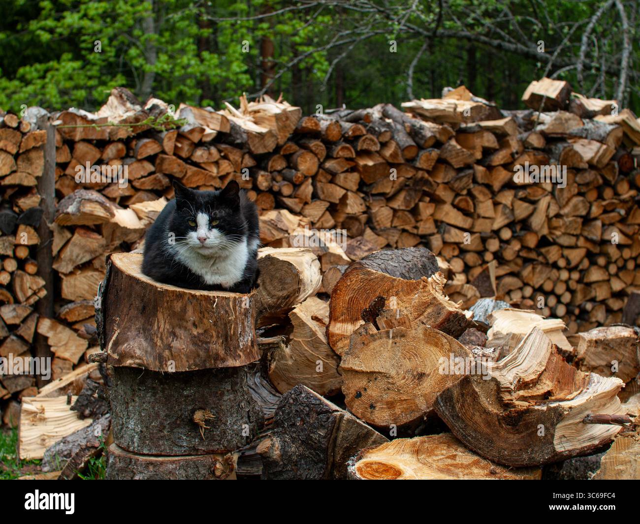 Traditional Wood Splitting: A Rustic Pile of Split Logs for Energy and ...