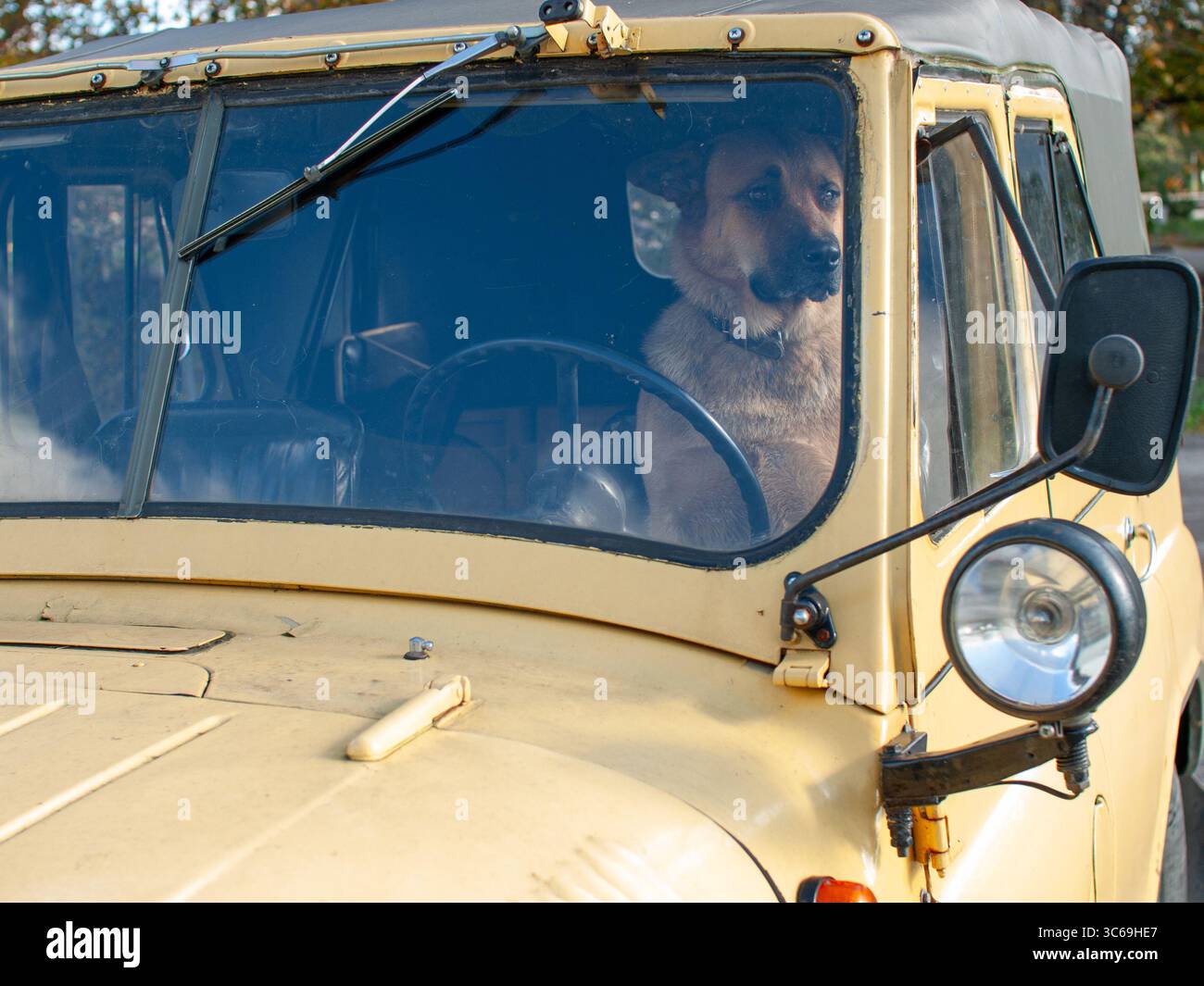 A large dog sits in the driver's seat of a Soviet UAZ jeep behind the ...