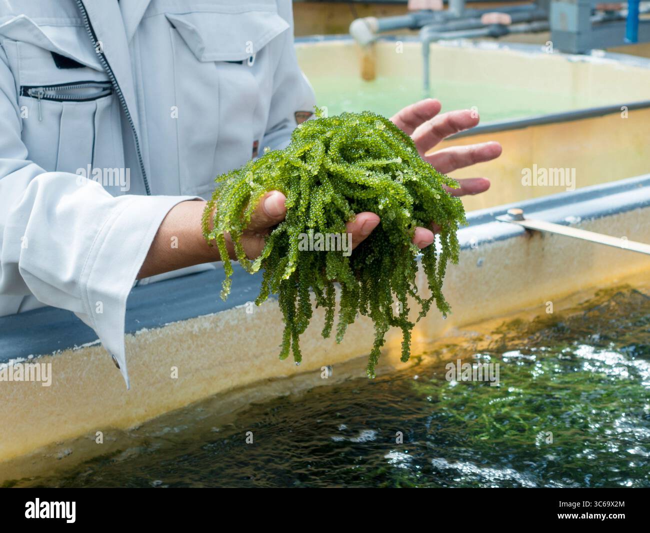 Seaweed production hi-res stock photography and images - Alamy