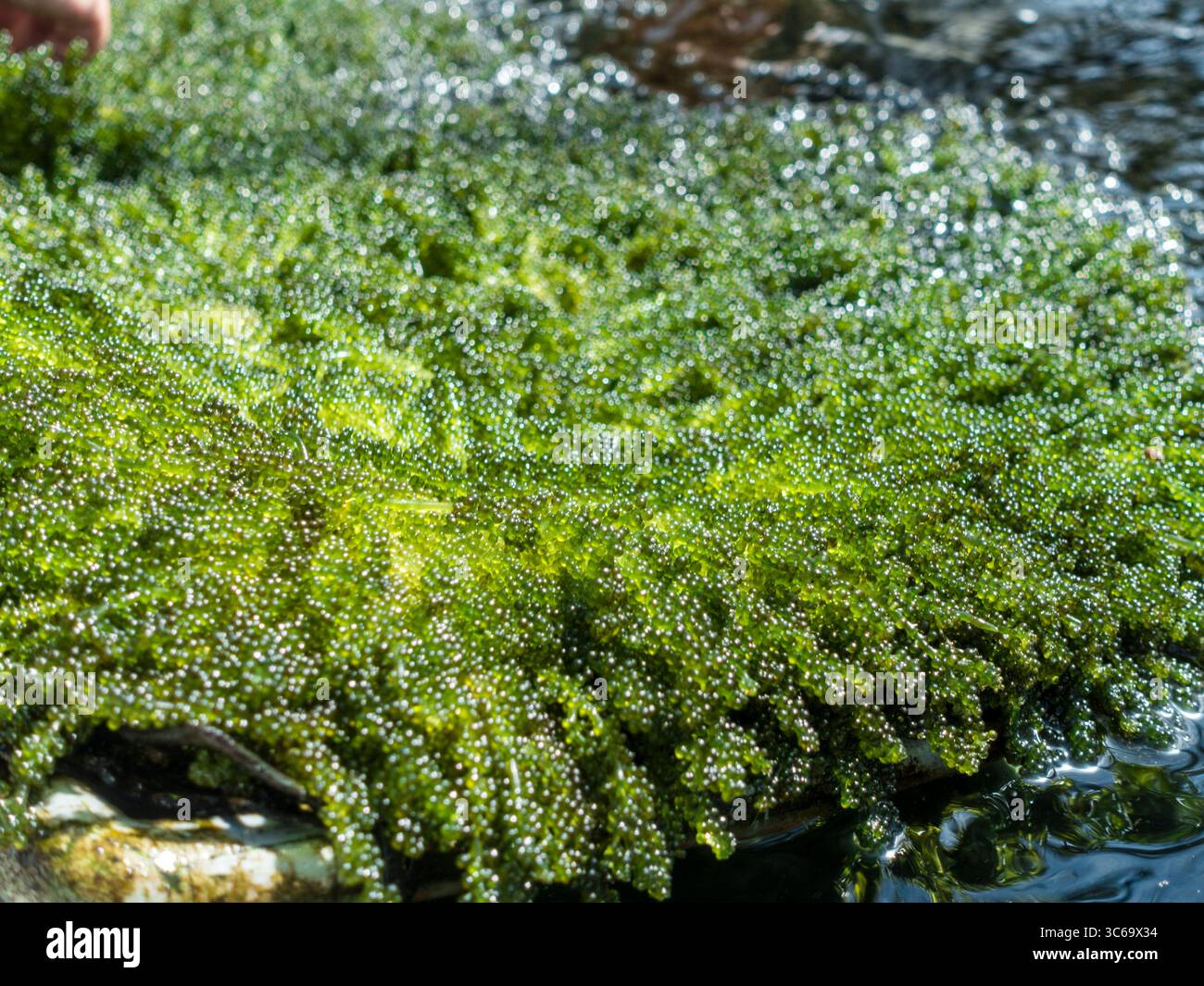Sea grape production in Okinawa/Japan Stock Photo - Alamy