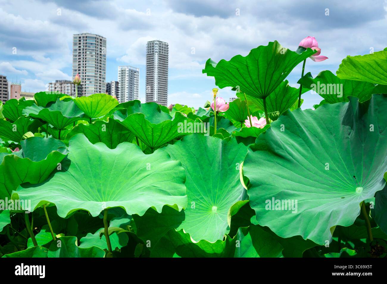 Shinobazu Pond in Ueno/Tokyo Stock Photo - Alamy