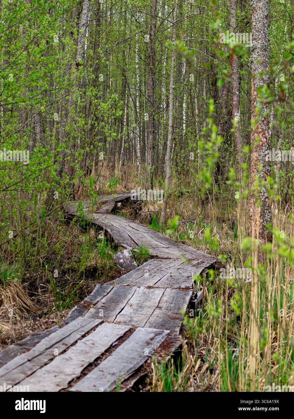 Swamp bog wetland boardwalk hi-res stock photography and images - Alamy