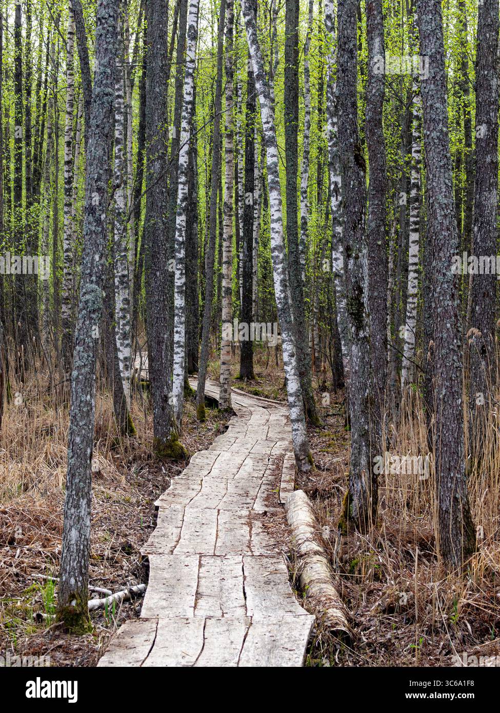 Swamp bog wetland boardwalk hi-res stock photography and images - Alamy
