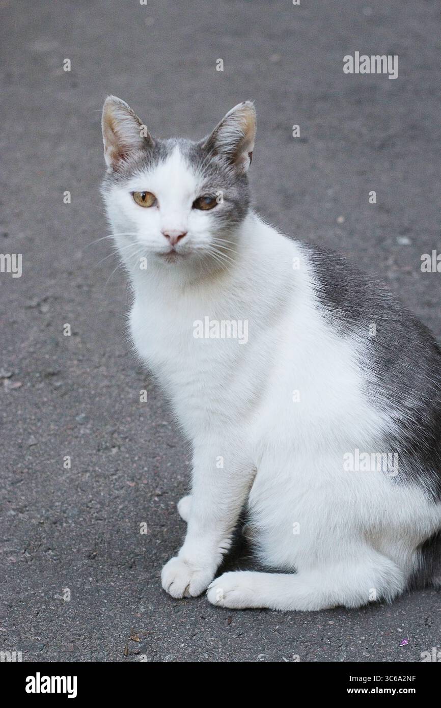 A sitting gray and white cat with alert eyes on asphalt background ...
