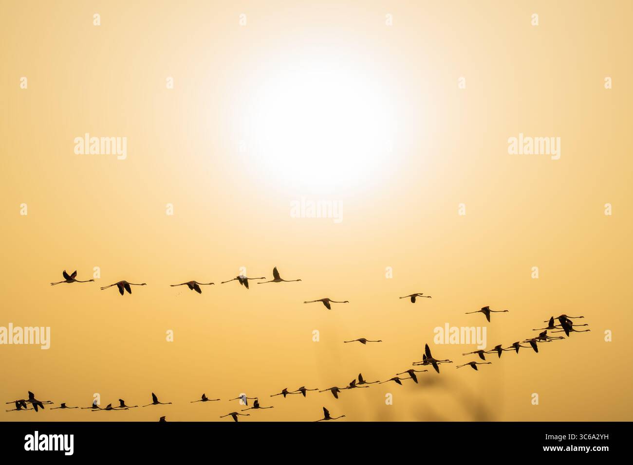 Pink flamingos at sunset hi-res stock photography and images - Alamy
