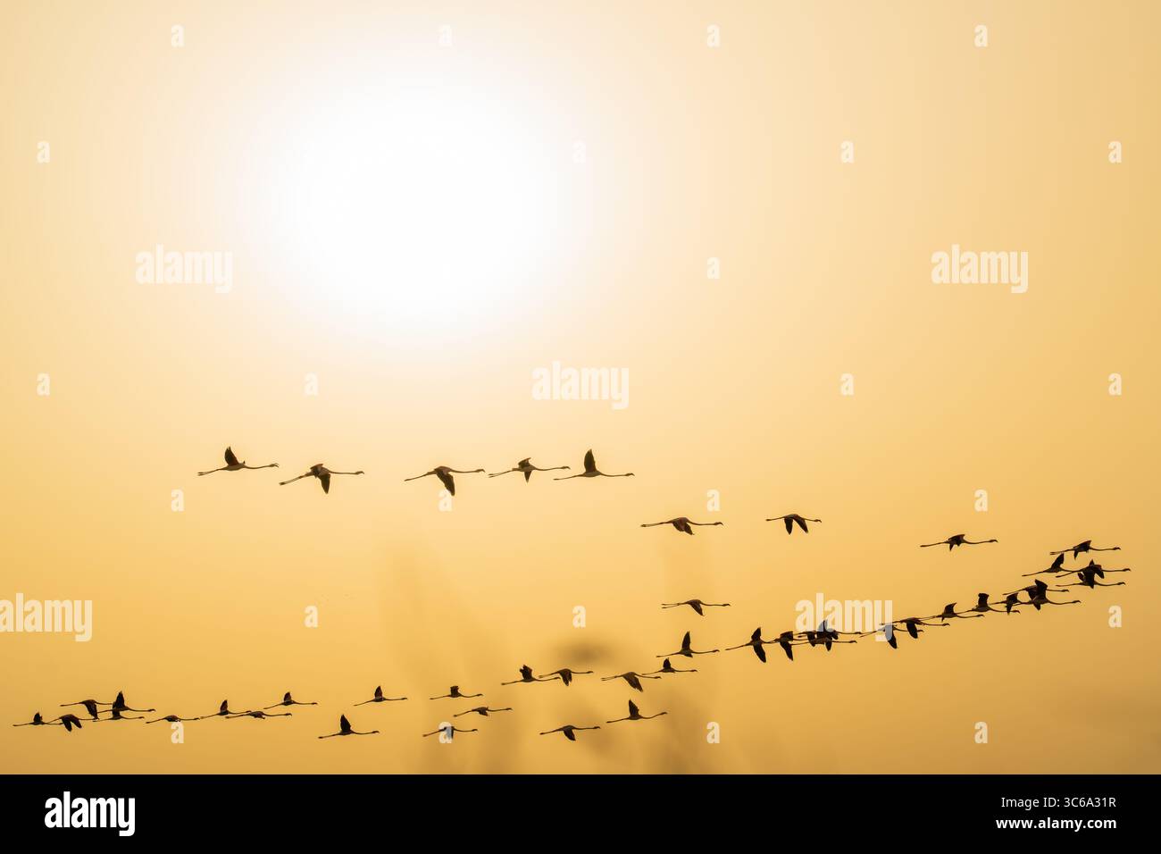 Pink flamingos at sunset hi-res stock photography and images - Alamy