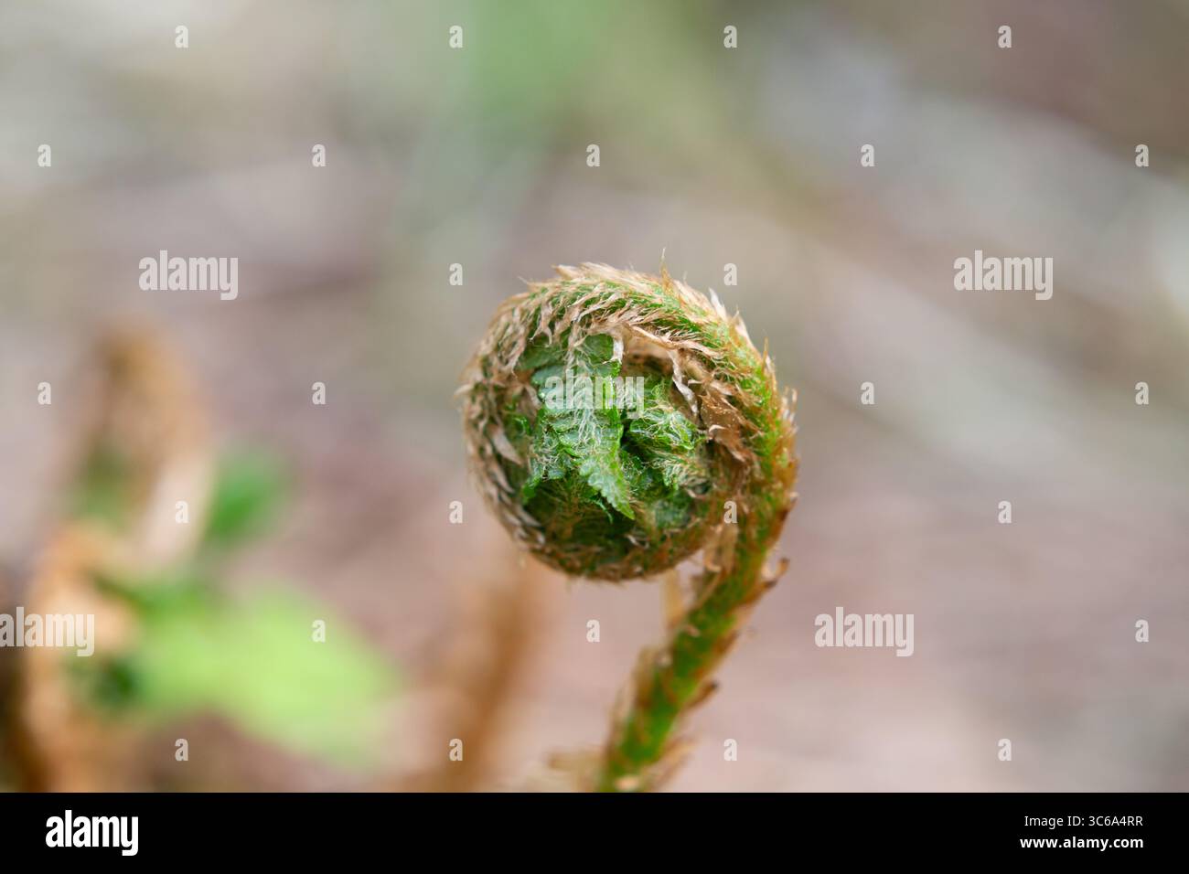 close-up green leaves of Unfurl the Fern in the forest. The nascent ...
