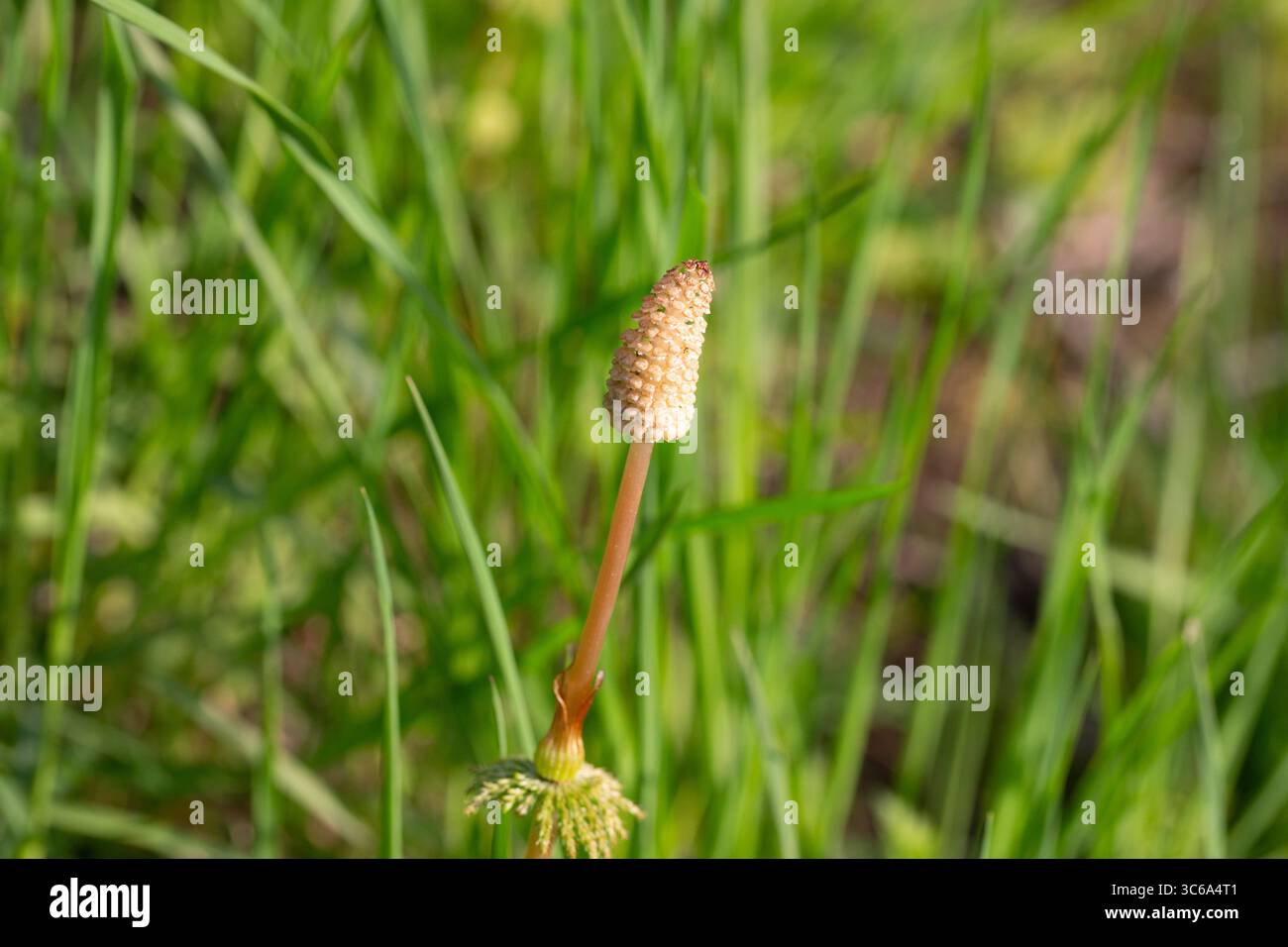 Close-up photo of a fertile shoot (sporangium) of common horsetail ...