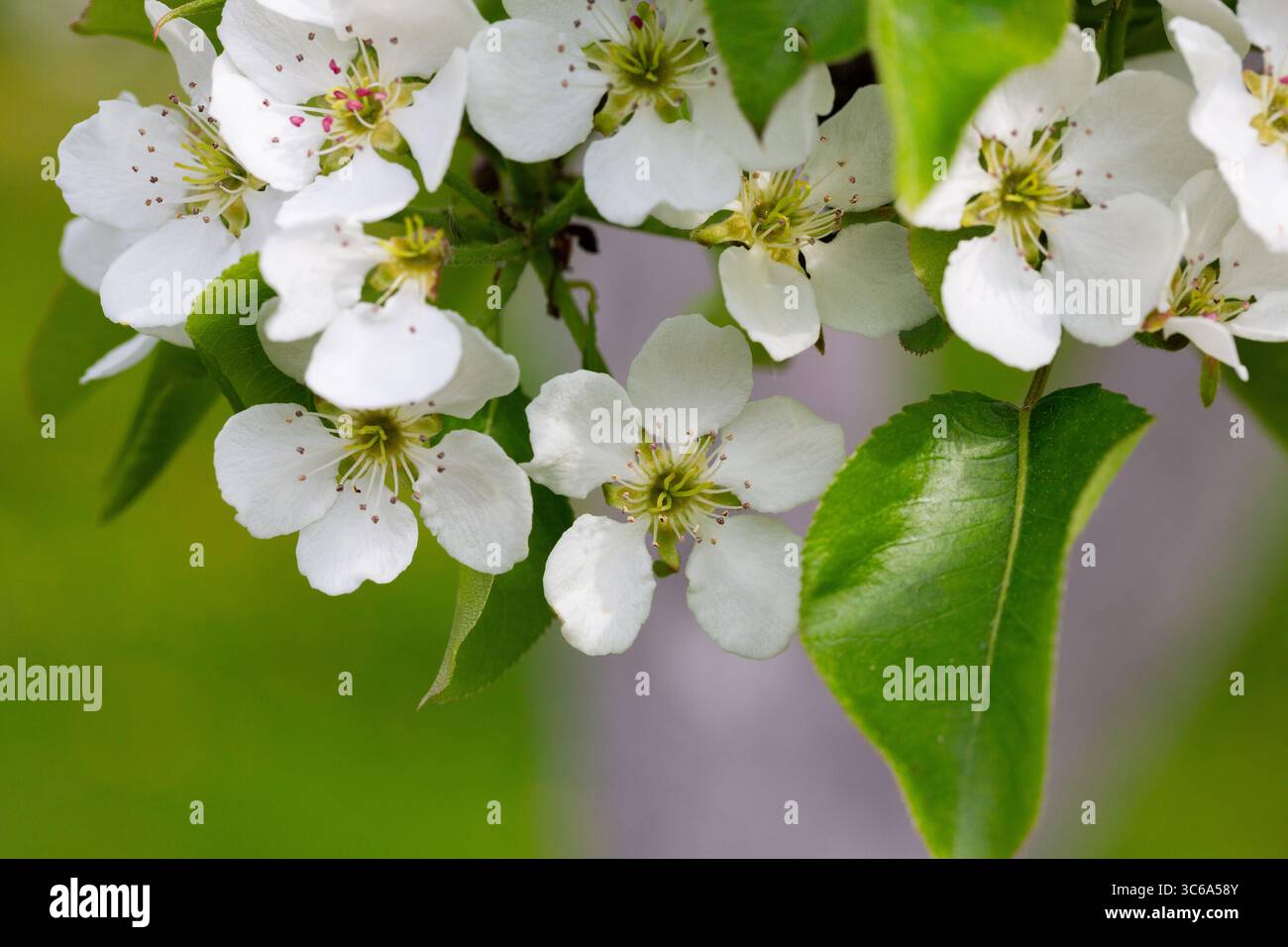 Beautiful pear tree flowers in spring. White bloom of a pear tree ...
