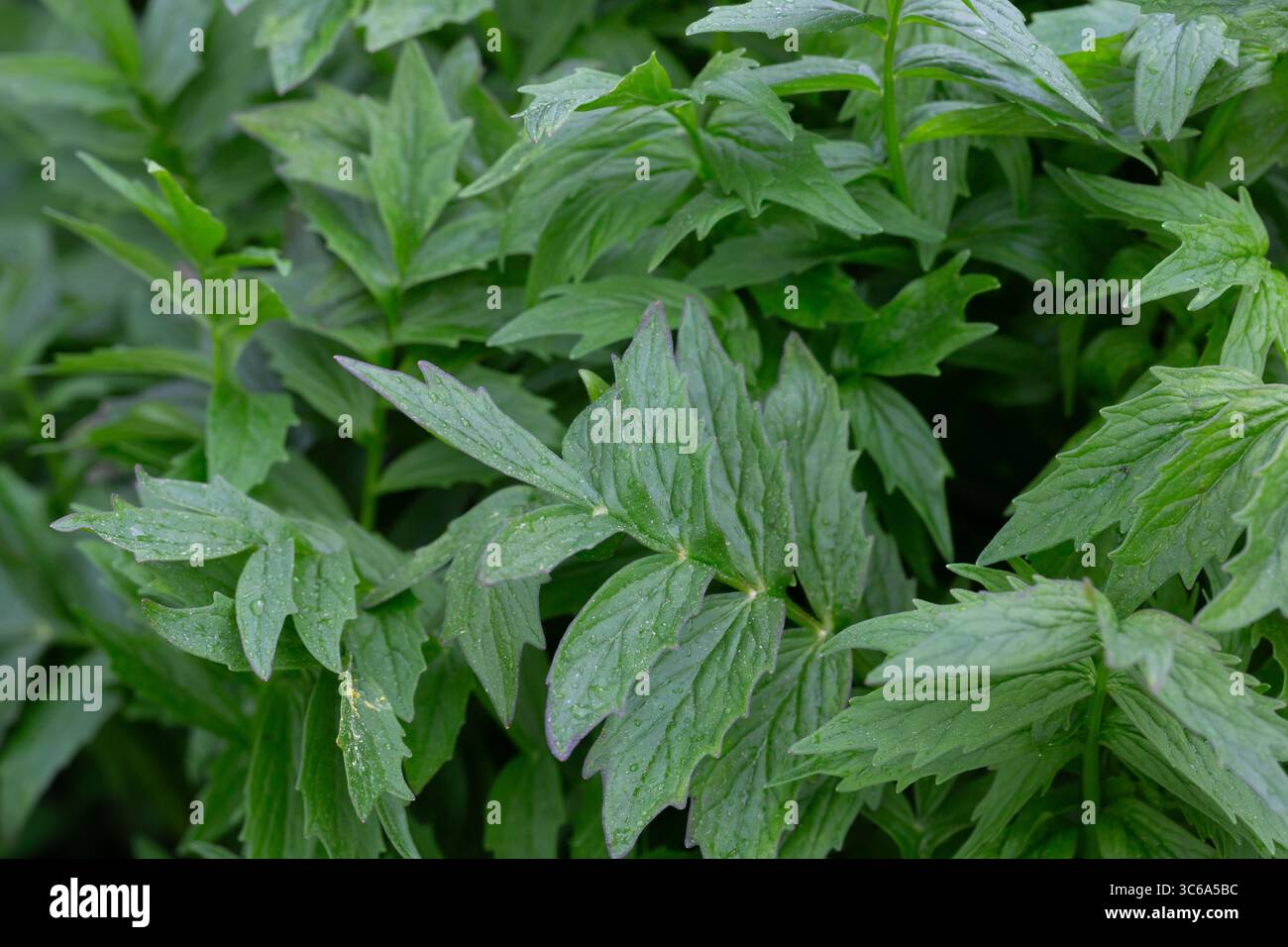 Valerian (Valeriana officinalis). Close-up of the green leaves of ...