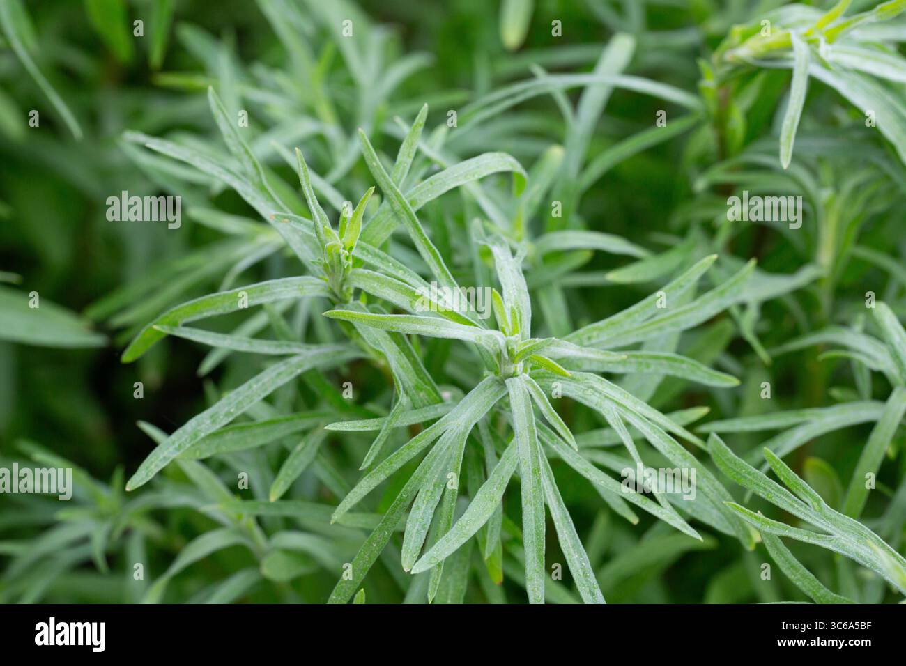 Silver Green Wormwood Leaves Background Artemisia Absinthium Absinthe
