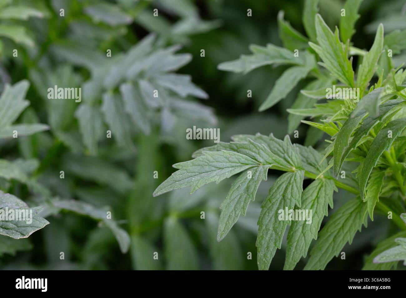 Valerian (Valeriana officinalis). Close-up of the green leaves of ...