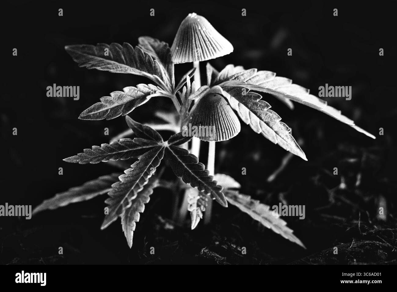 Shadow from leaves Black and White Stock Photos & Images - Alamy