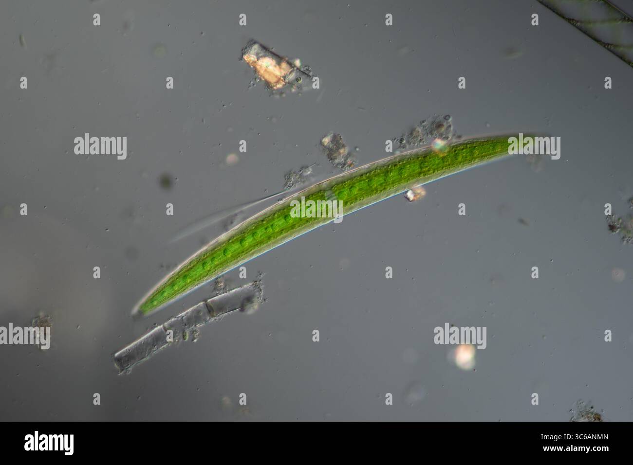 Closterium algae under microscope hi-res stock photography and images ...