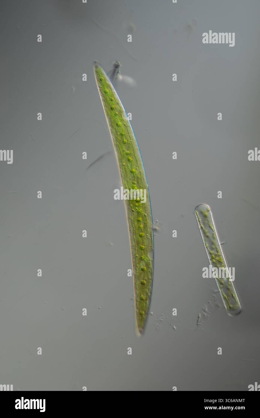 Closterium algae under microscope hi-res stock photography and images ...