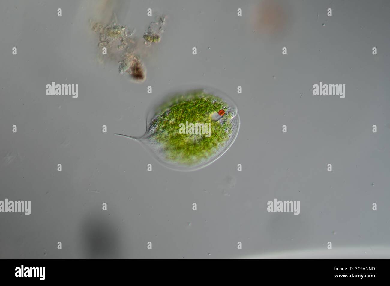 Freshwater phacus under microscope in hi-res stock photography and ...