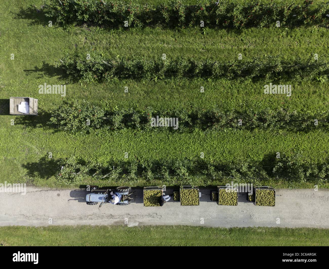 Aerial view of a tractor pulling carts laden with harvested produce ...