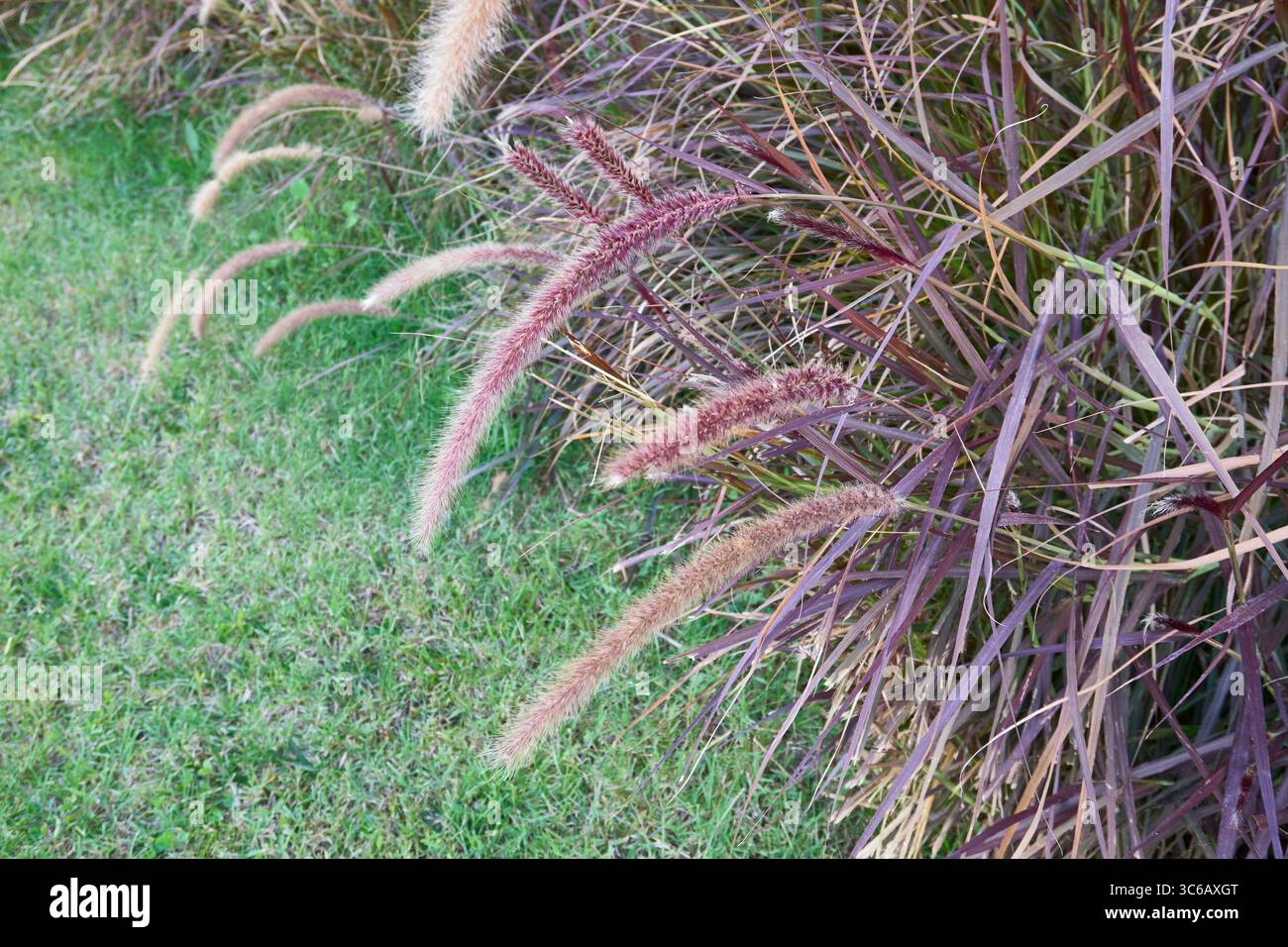 Pennisetum setaceum rubrum purple fountain grass hi-res stock ...