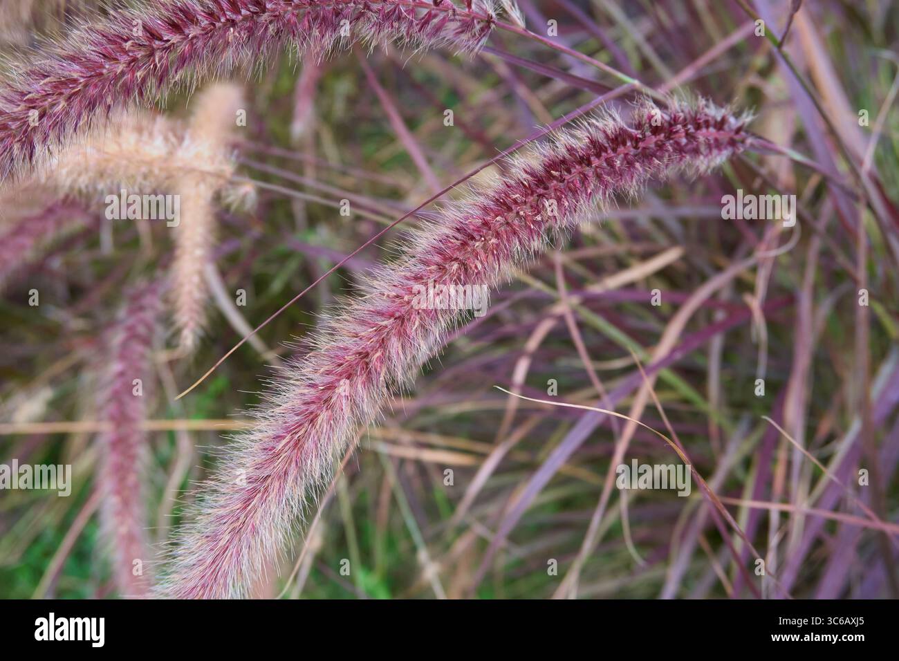 Pennisetum advena fountain grass hi-res stock photography and images ...