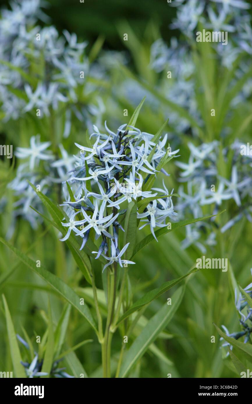 Amsonia tabernaemontana var. salicifolia. Eastern bluestar with ...