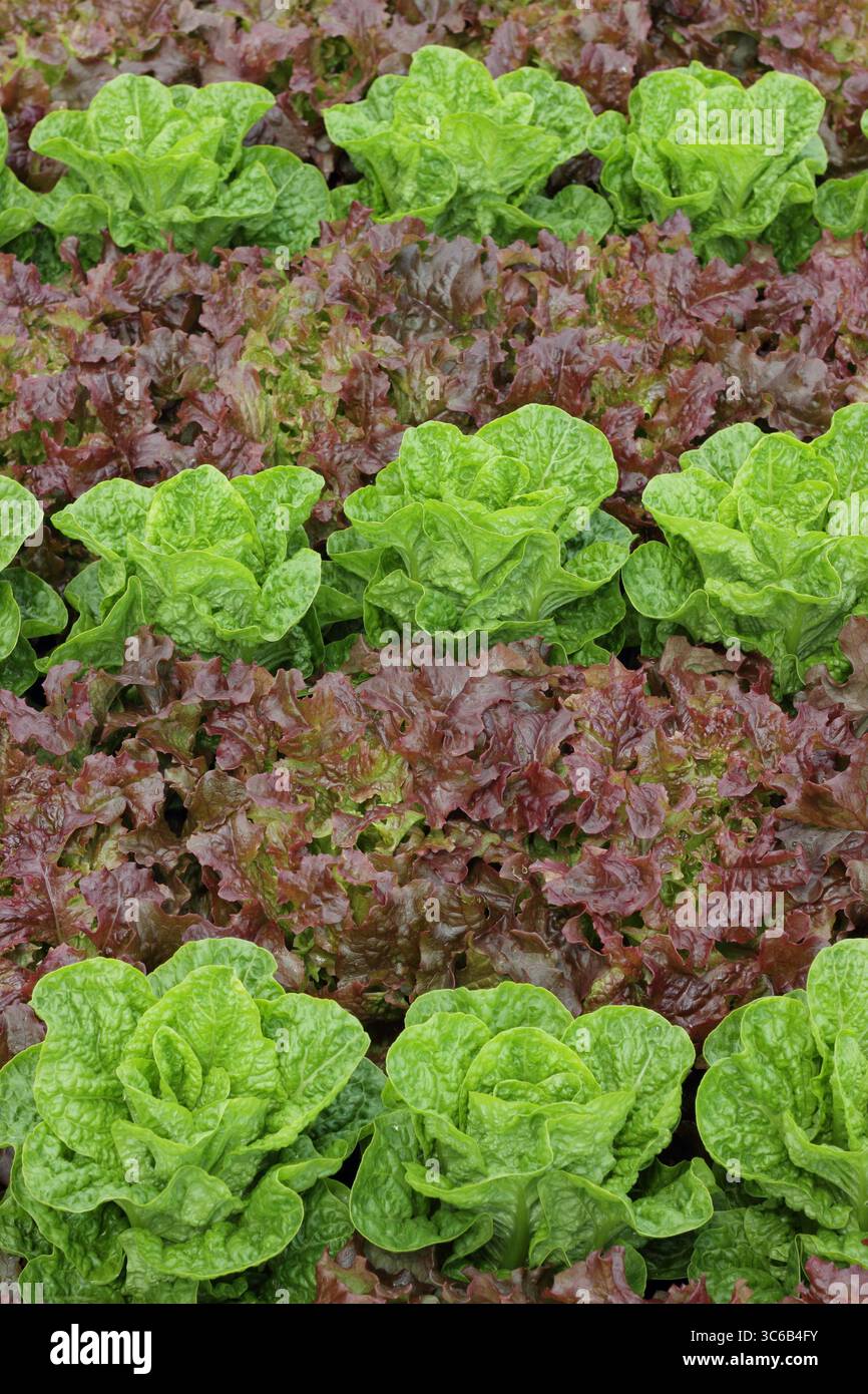Edimental. Edible, ornamentals red and green lettuces - 'Red Salad Bowl ...