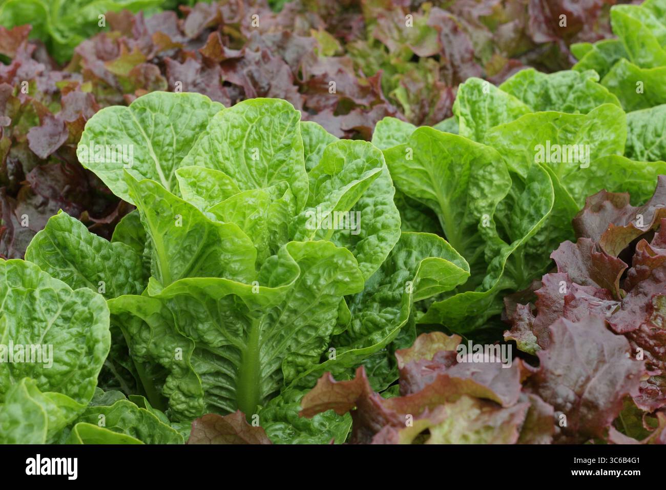 Edimental. Edible, ornamentals red and green lettuces - 'Red Salad Bowl ...