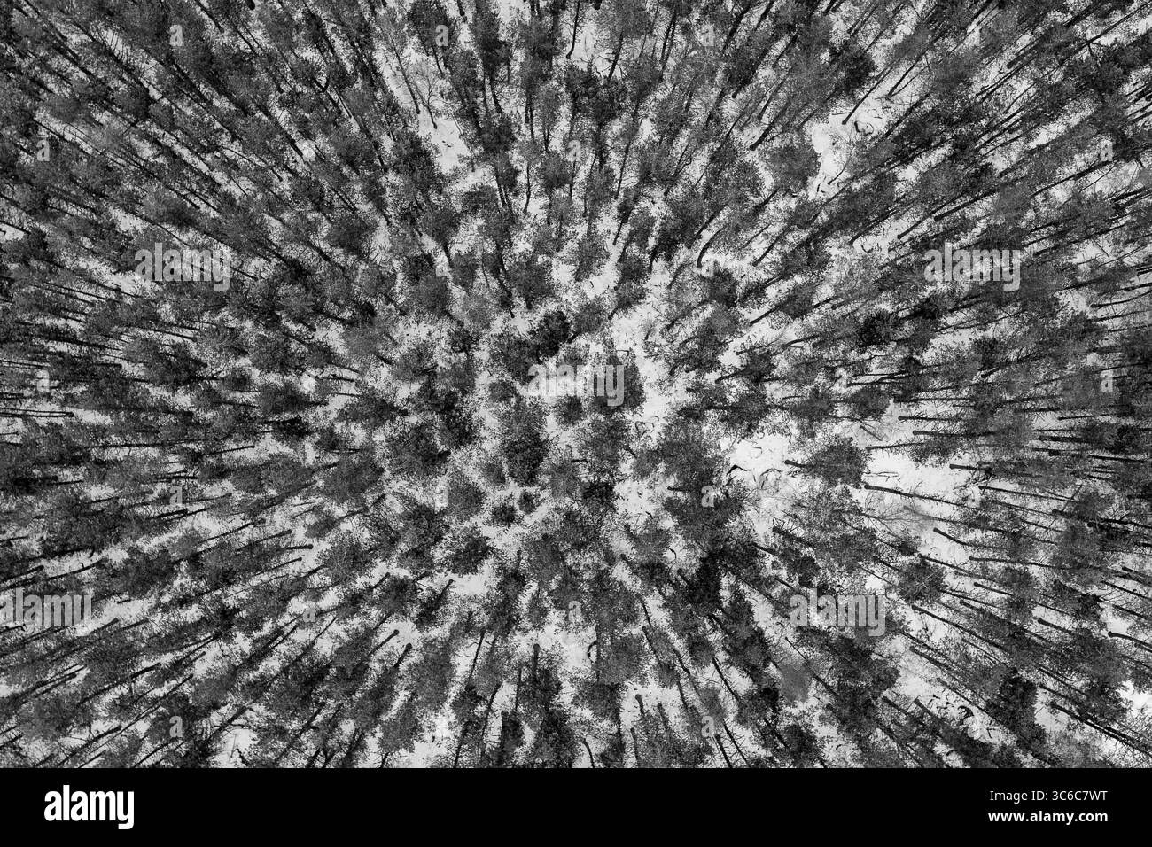 Scenic view forest cairngorms Black and White Stock Photos & Images - Alamy