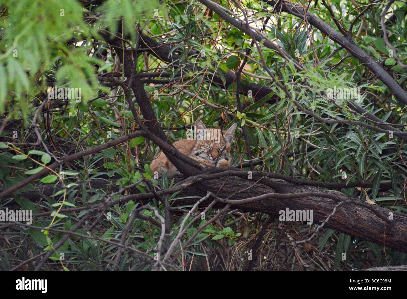 Young bobcat (Lynx rufus) peeking through leaves while perched in a ...