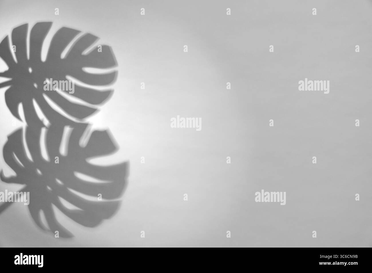 Monstera leaves minimal background Black and White Stock Photos ...