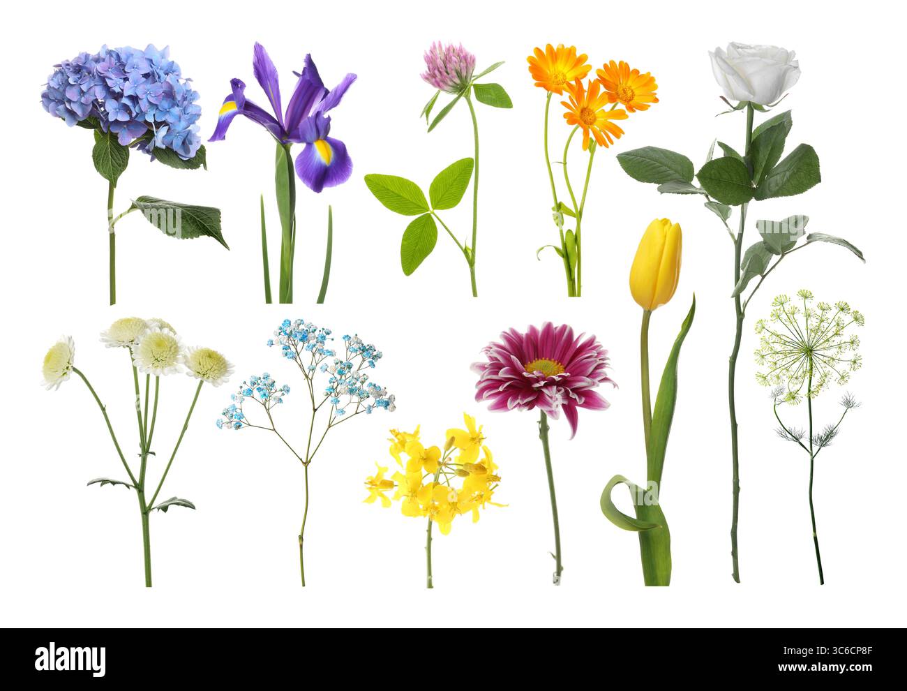 Different beautiful flowers isolated on white, set Stock Photo - Alamy