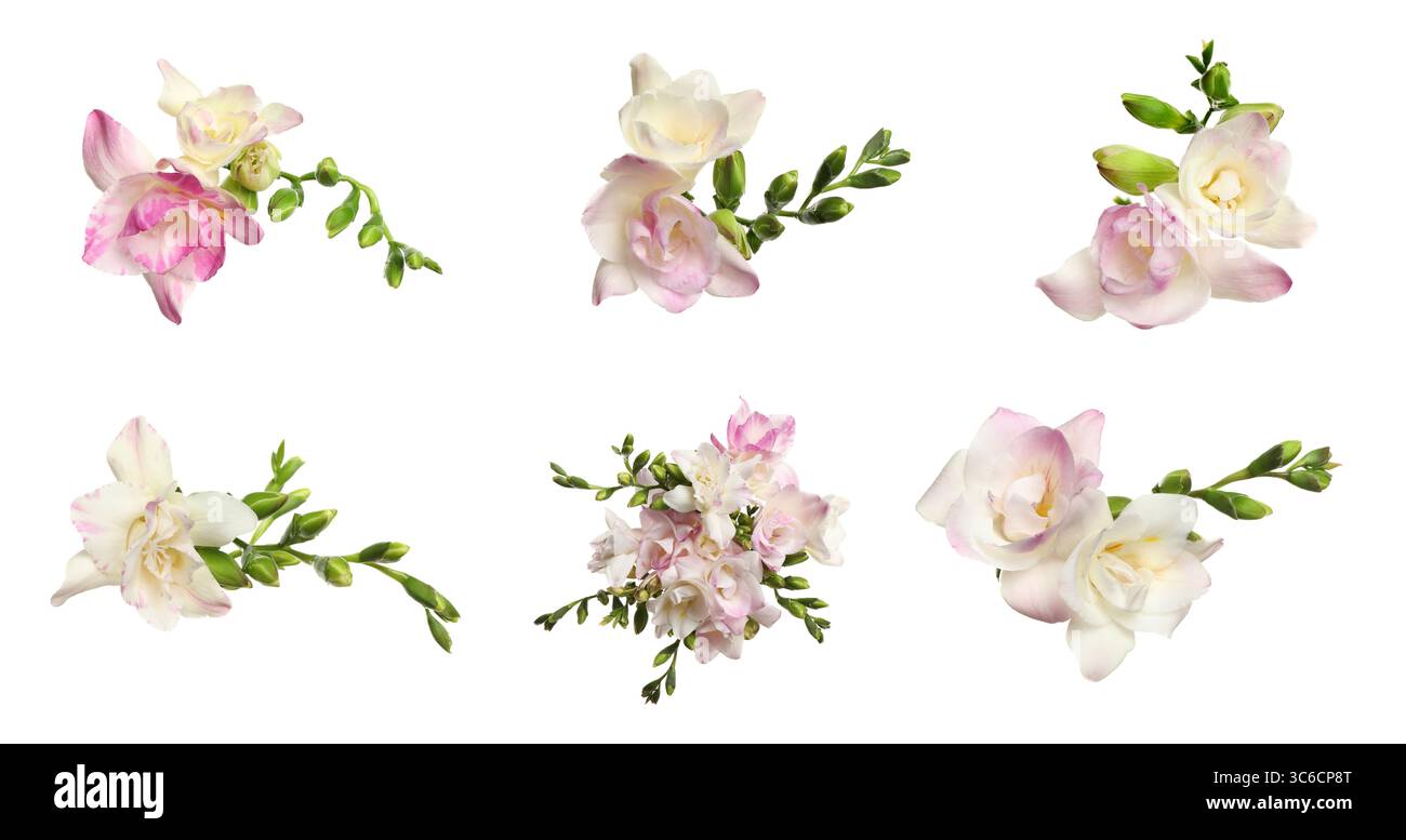 White freesia on pink Cut Out Stock Images & Pictures - Alamy