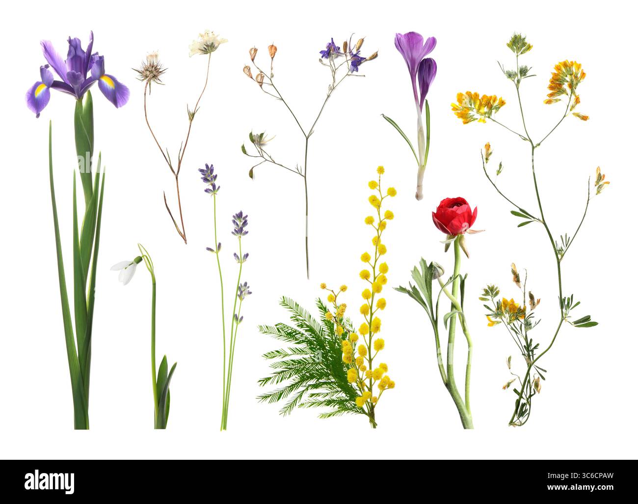 Different beautiful flowers isolated on white, set Stock Photo - Alamy