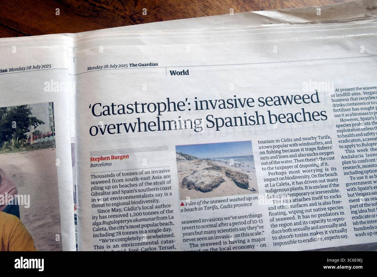 'Catastrophe': invasive seaweed overwhelming Spanish beaches' Guardian ...