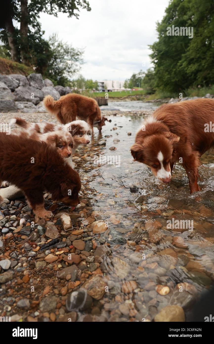 Group of dogs are playing in a river Stock Photo - Alamy