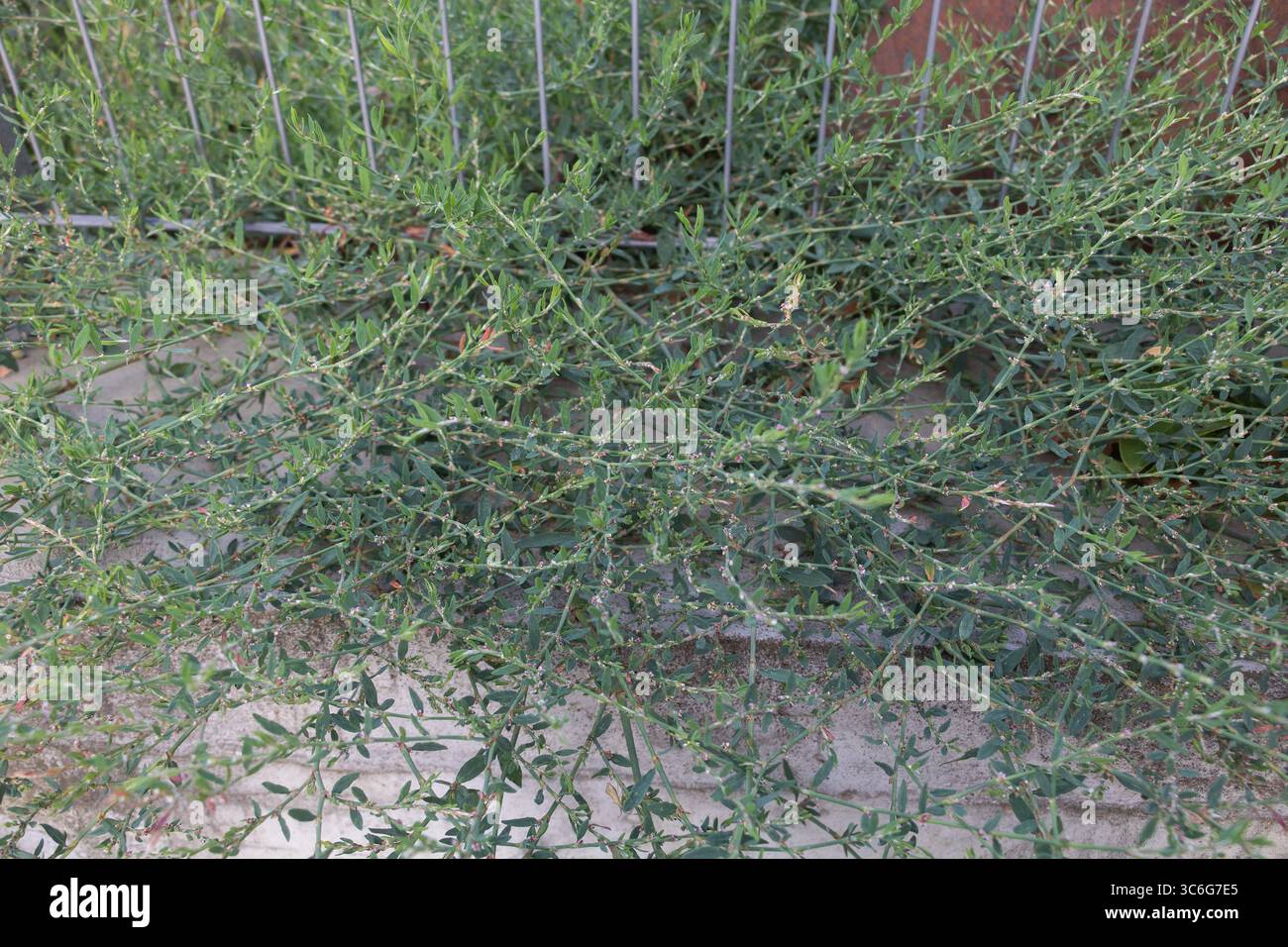 Common Knotweed (Polygonum aviculare) Growing Along a Fence on Pavement ...