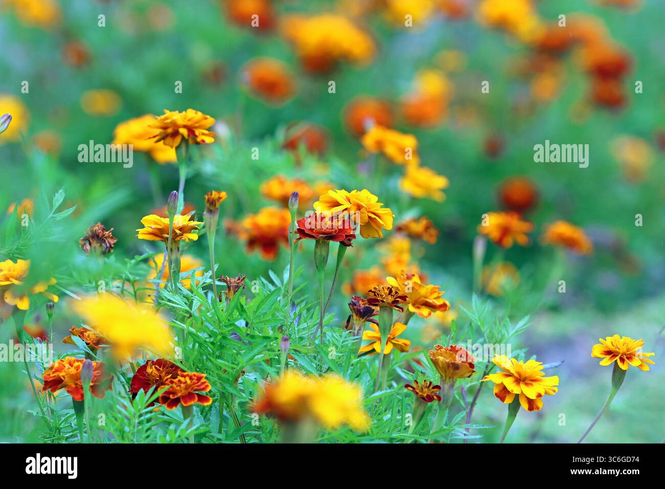 Beliebte Sommerblumen Die beliebte Studentenblume in einem großen Bestand mit leuchtenden Blüten ...