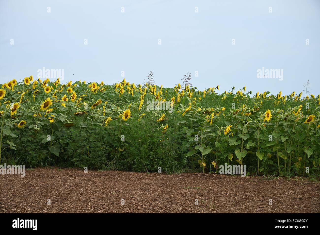 Patch of earthy soil hi-res stock photography and images - Alamy