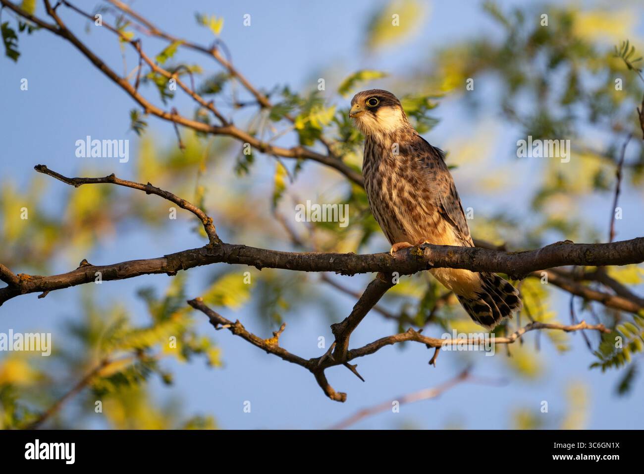 A young Red-footed Falcon perches quietly on a branch in its natural ...