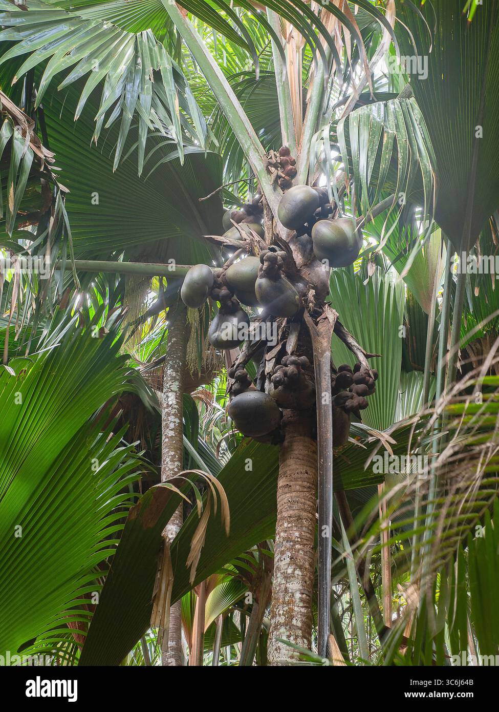 Seychelles nut hi-res stock photography and images - Alamy