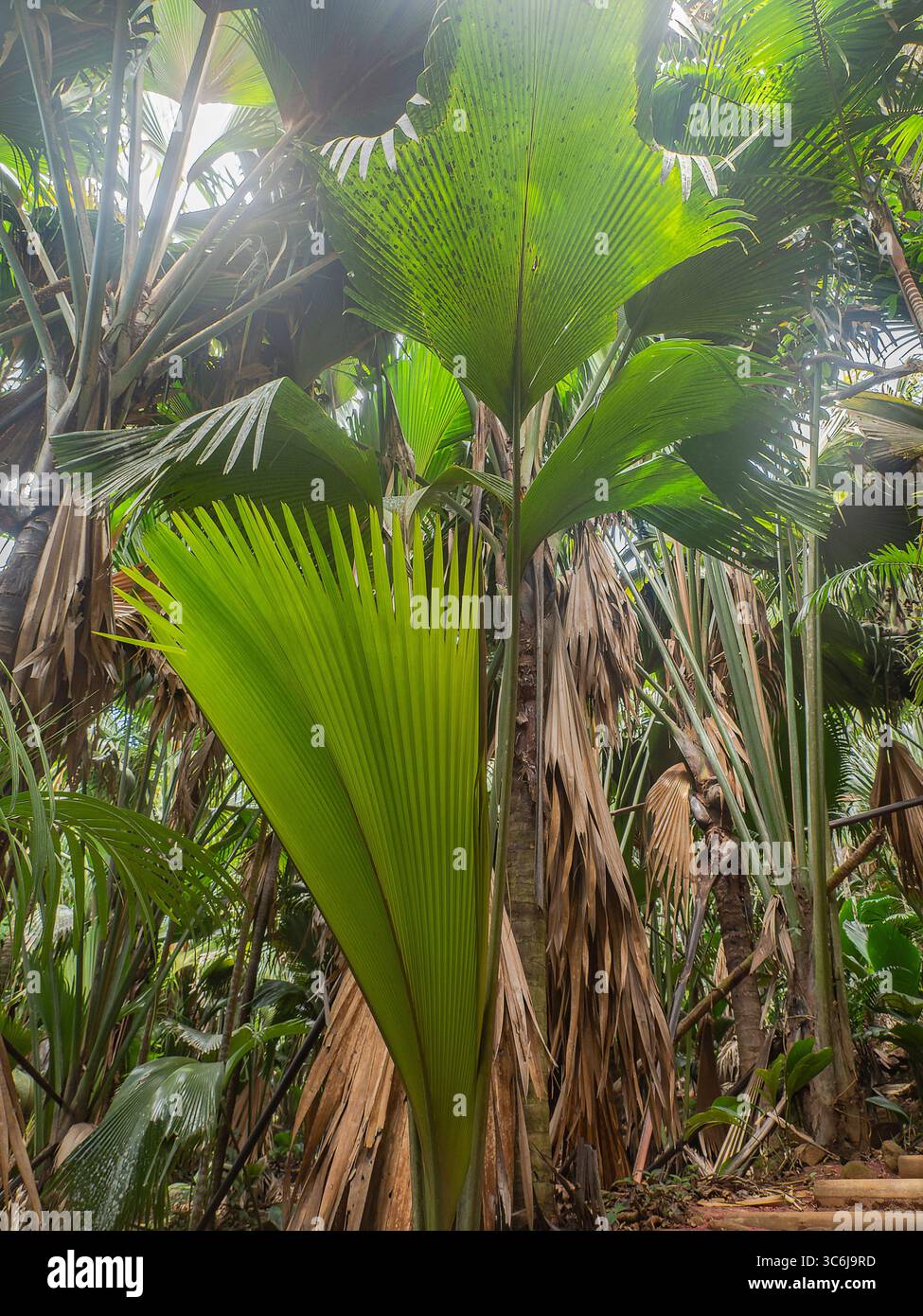 endemic palm trees and their foliage, Vallee de Mai, a palm tree forest ...