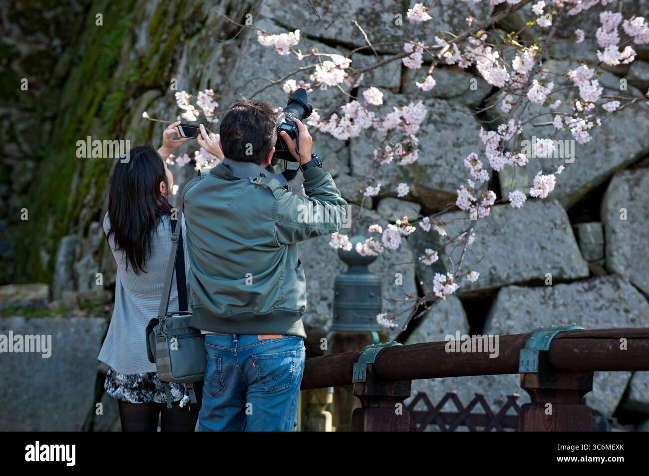 Japanese couple with cameras in hand photographing cherry blossoms on ...